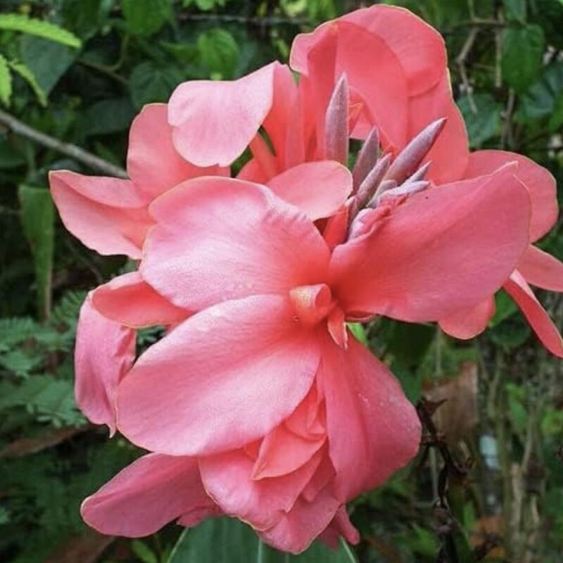 Pink Canna Lily - Etsy