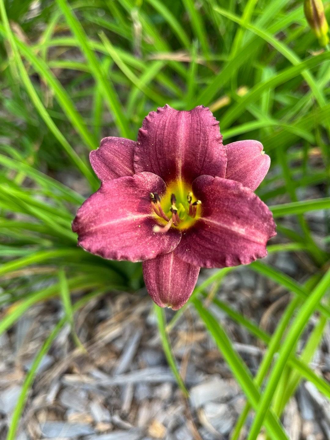 5 Raspberry Pixie Daylily Fans, Bareroot Plants - Etsy
