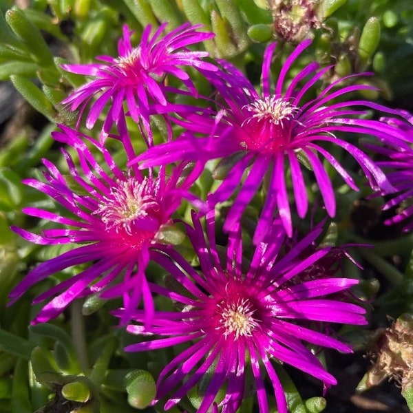 Ice Plants - Etsy