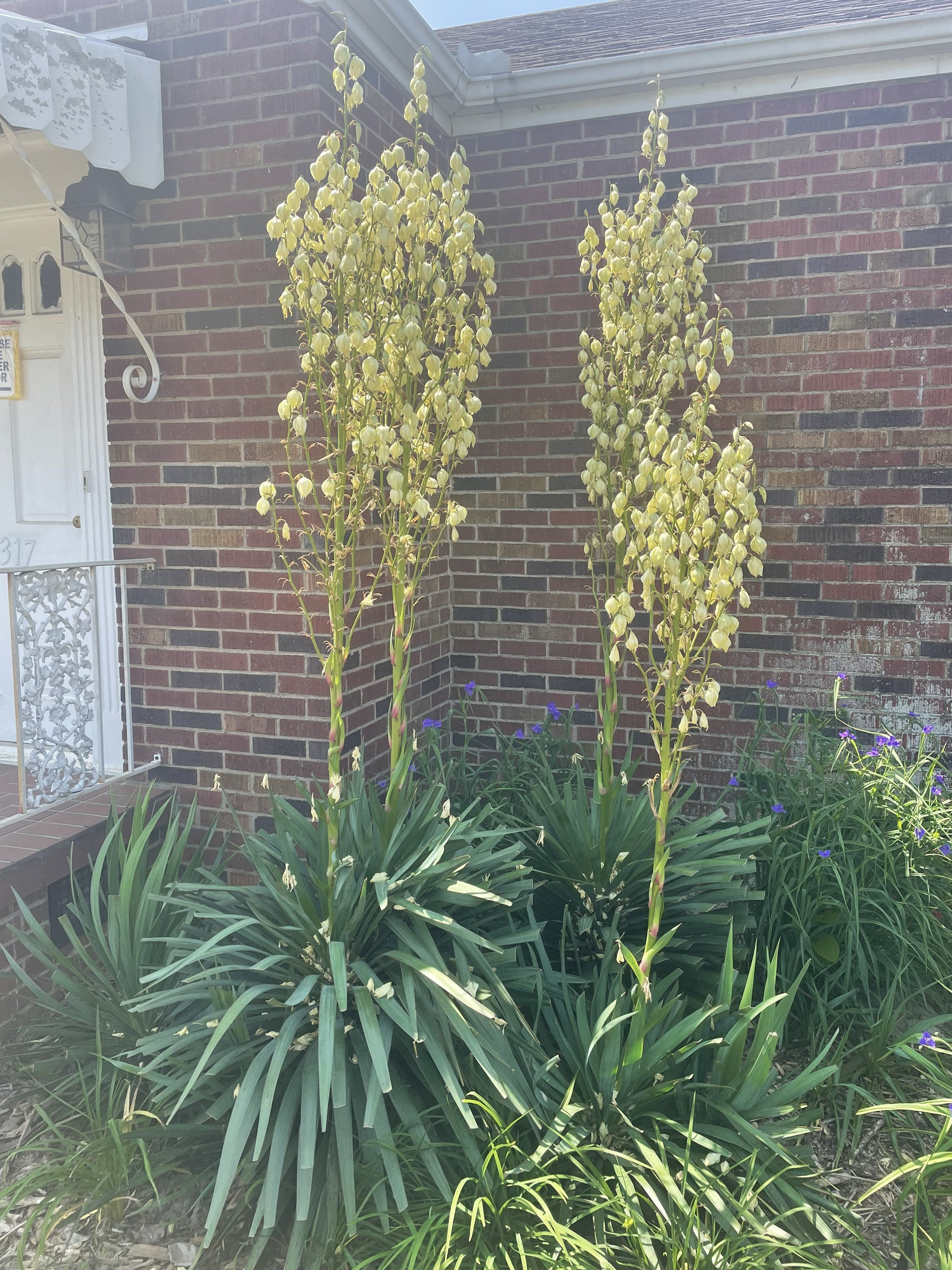 Yucca Adam's Needle Perennial Plant Medium - Etsy