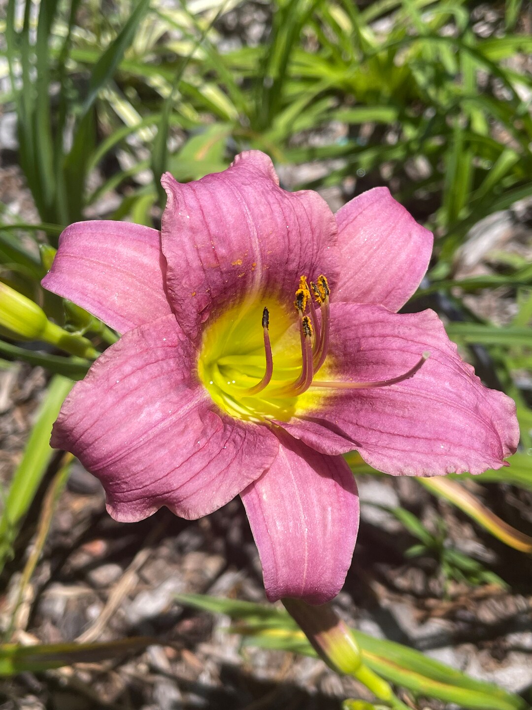 Little Wart Pink Purple Daylily Plant, per Fan - Etsy