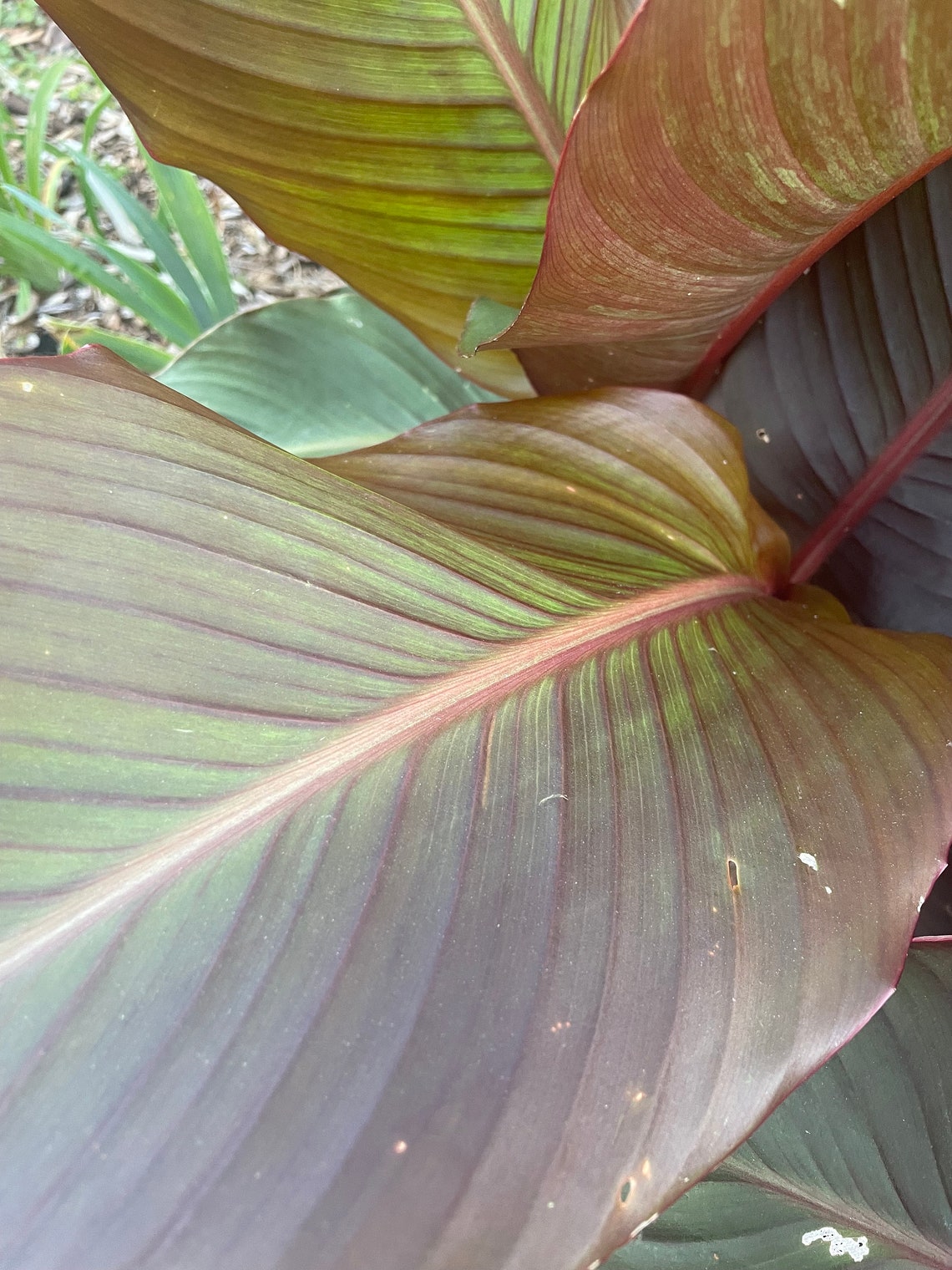 Musifolia Giant Canna Lily, Rhizome, Bulb, Plant - Etsy