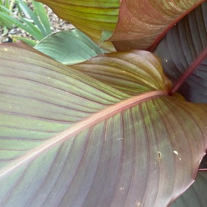Musifolia Giant Canna Lily, Rhizome, Bulb, Plant - Etsy