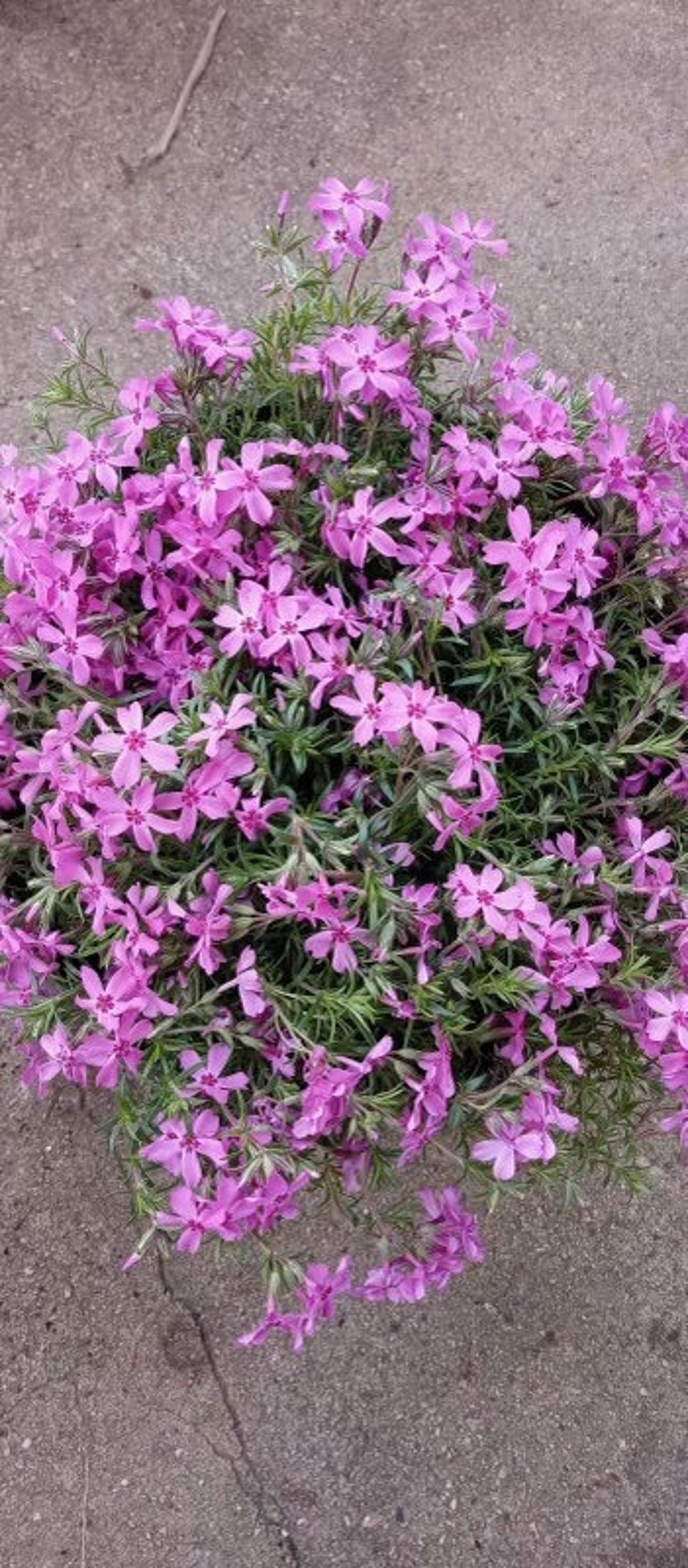 Creeping Moss Phlox Light Pink Purple Subulata Bundle - Etsy