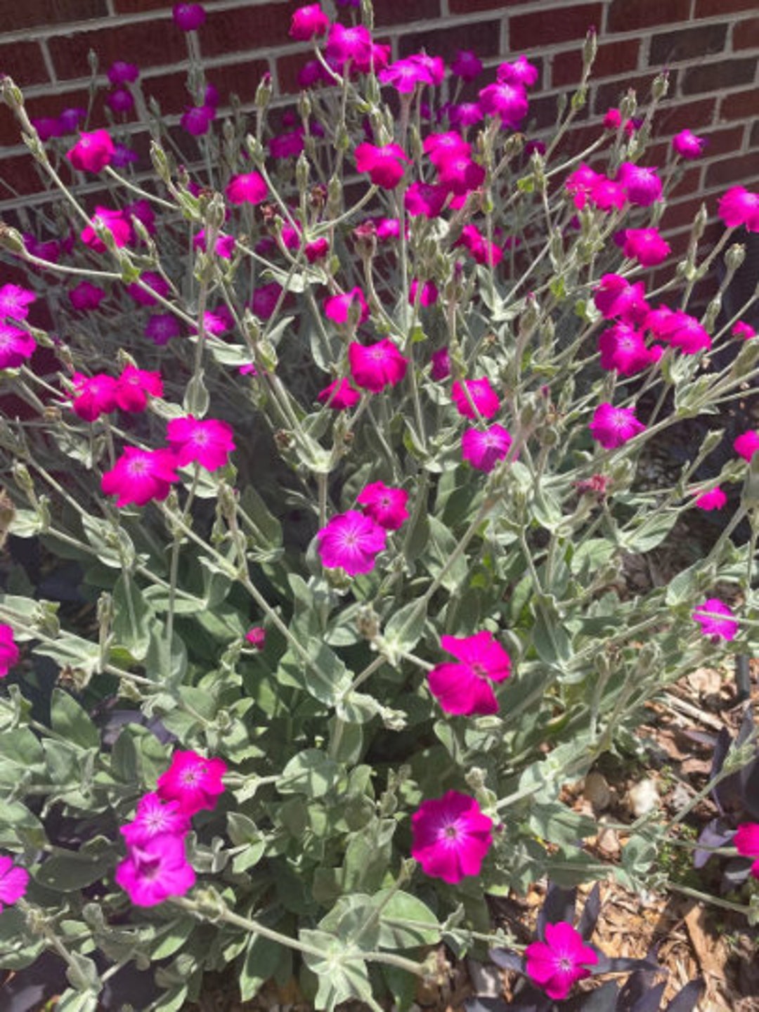 Large Rose Campion Plant - Hot Pink Flower - Etsy
