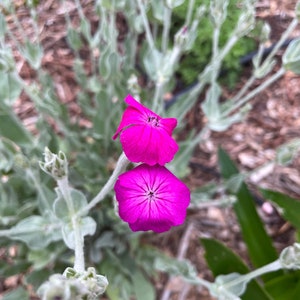 Medium Rose Campion Plant - Hot Pink Flower - Etsy