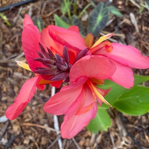 Dwarf Pink Magic Canna Lily per Plant, Rhizome - Etsy