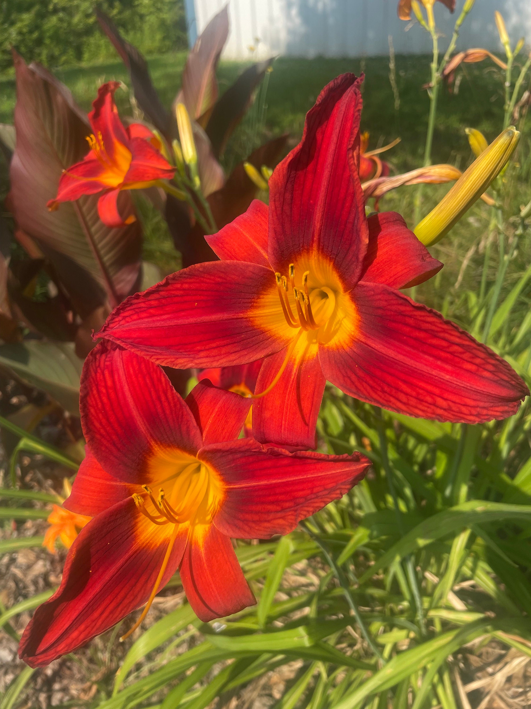 Orange And Red Daylilies