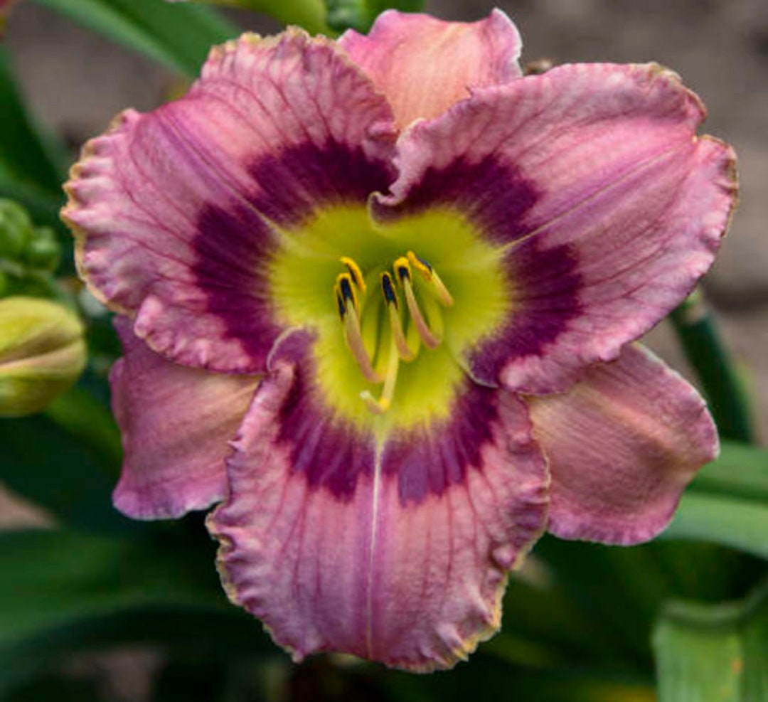 Always Afternoon Daylily 1 Fan, Bareroot Plant - Etsy