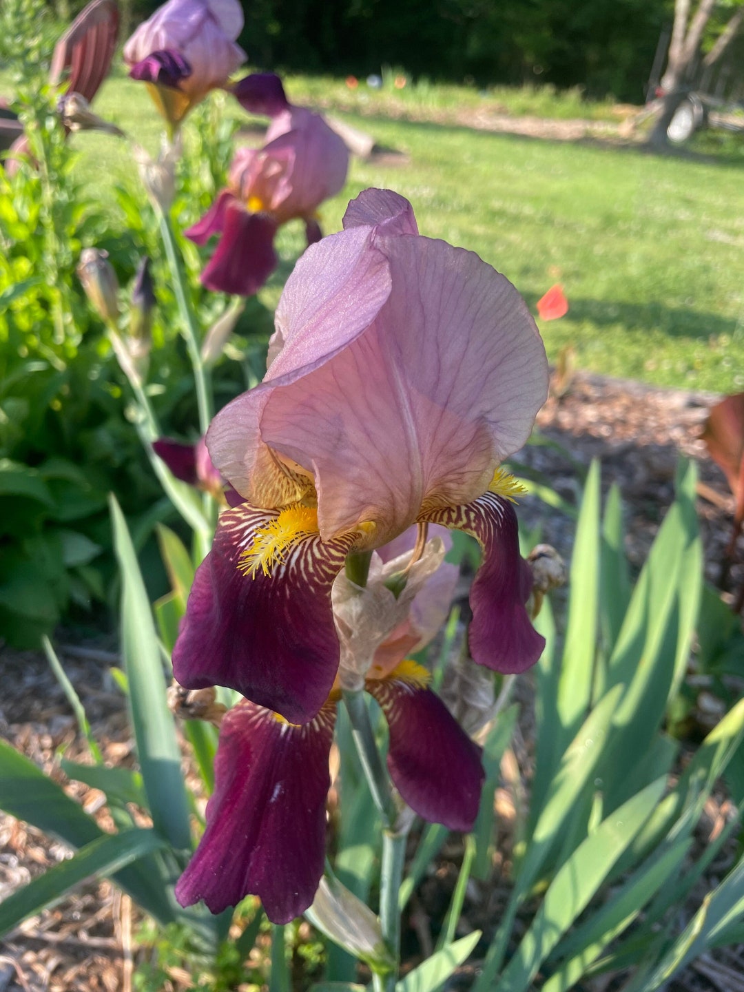 Indian Chief Iris Rhizome, Deep Blood-red With Bronze Iris - Etsy