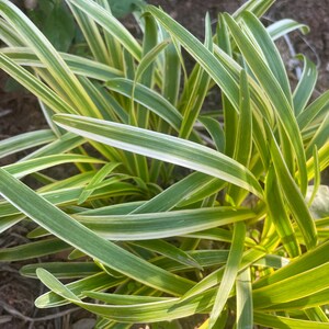 5 Stem Bundle Liriope 'variegated' Monkey Grass, Liriope Muscari Bare Root - Etsy