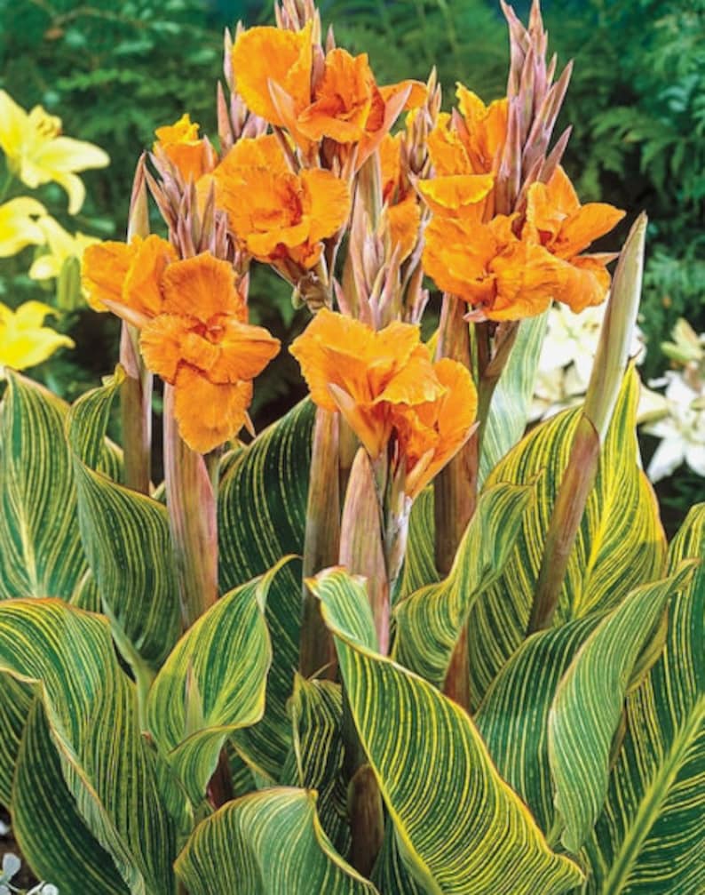 Pretoria Bengal Tiger Canna Lily Tropicanna Gold per Rhizome - Etsy