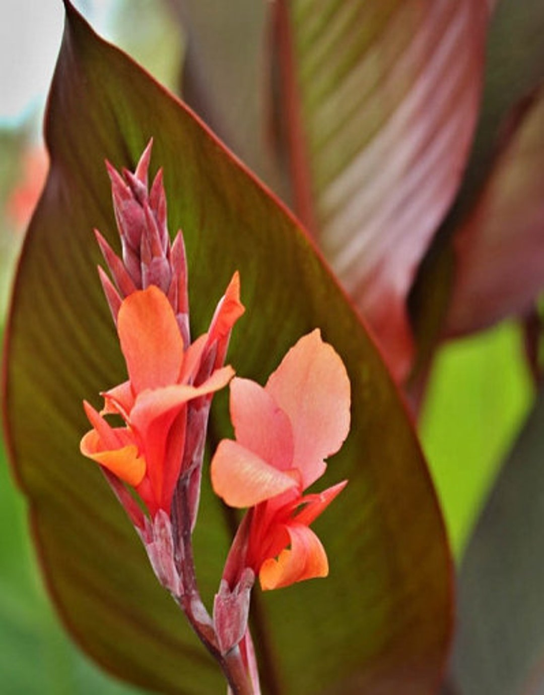 Musifolia Giant Canna Lily, Rhizome, Bulb, Plant - Etsy