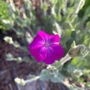 Medium Rose Campion Plant - Hot Pink Flower - Etsy