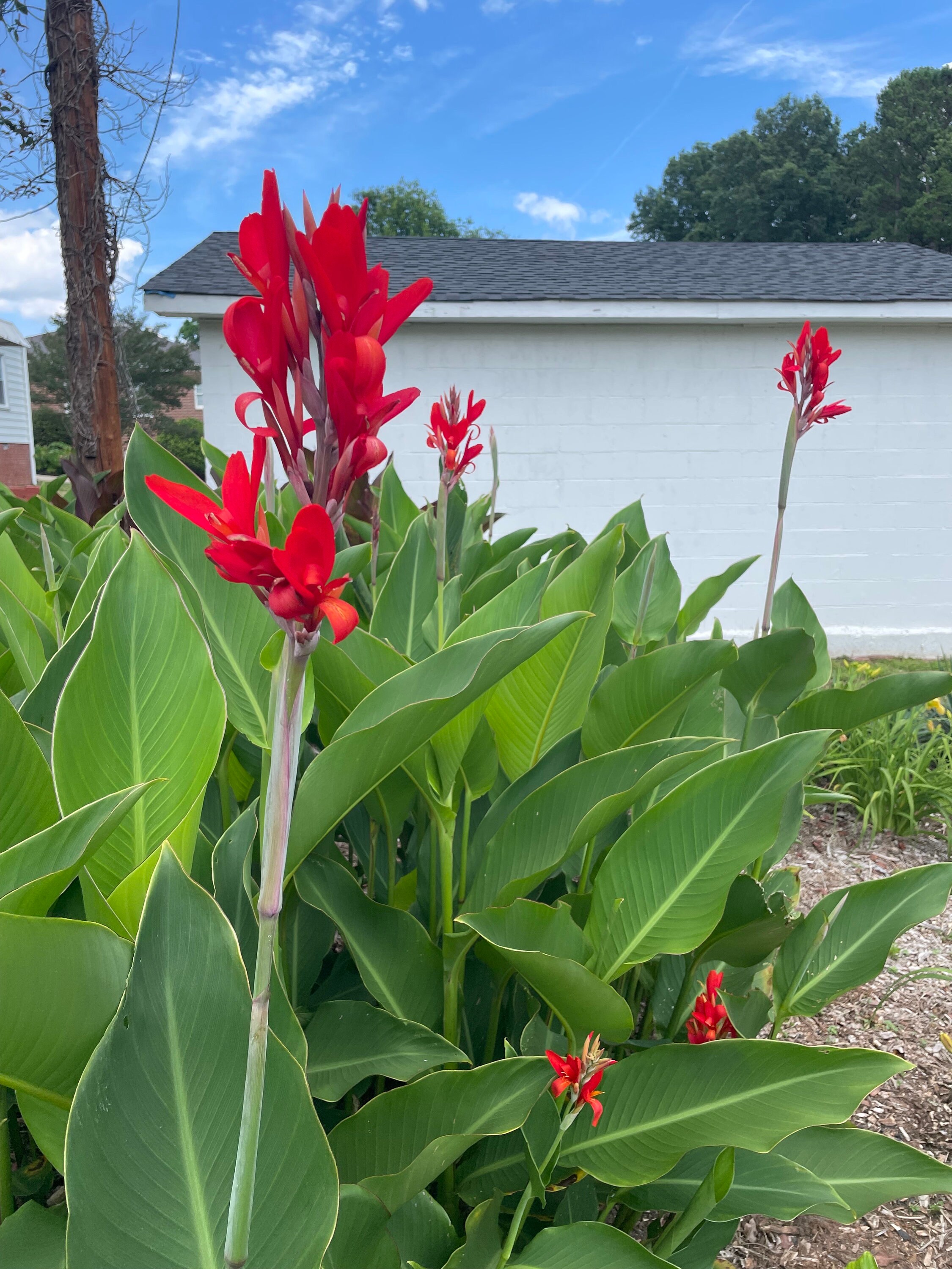 Firebird Giant Canna Lily Plant Vibrant Red - Etsy