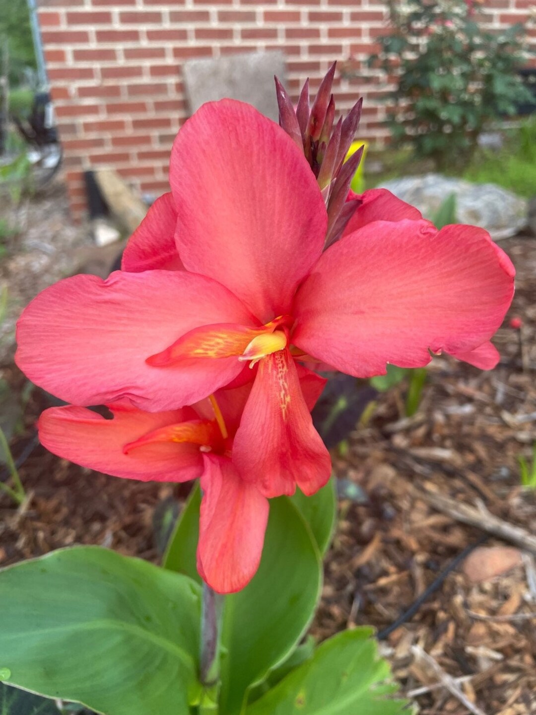 Dwarf Pink Magic Canna Lily per Plant, Rhizome - Etsy