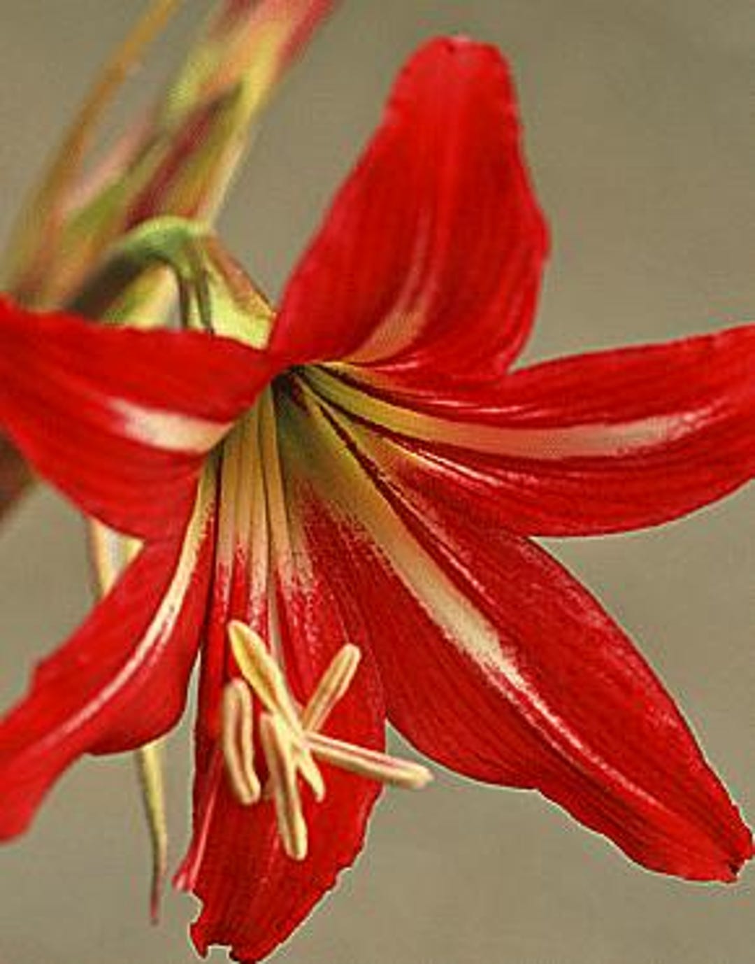 Hardy Amaryllis Hippeastrum X Johnsonii 1 Medium Size Bulb - Etsy