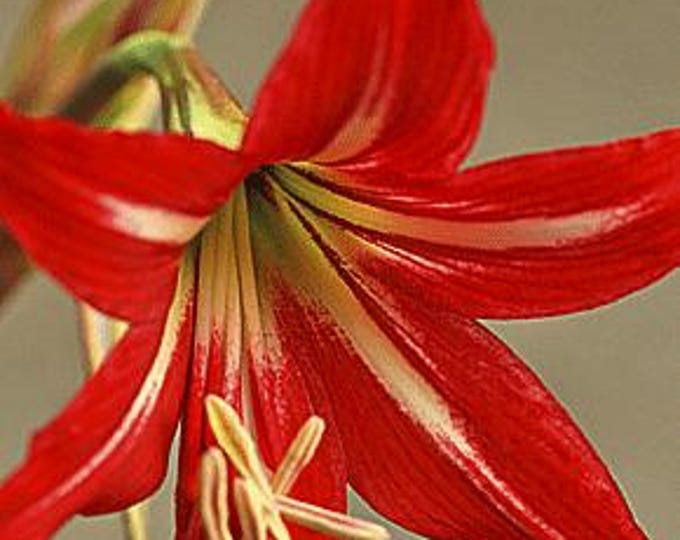 Hardy Amaryllis Hippeastrum X Johnsonii 1 Medium Size Bulb - Etsy