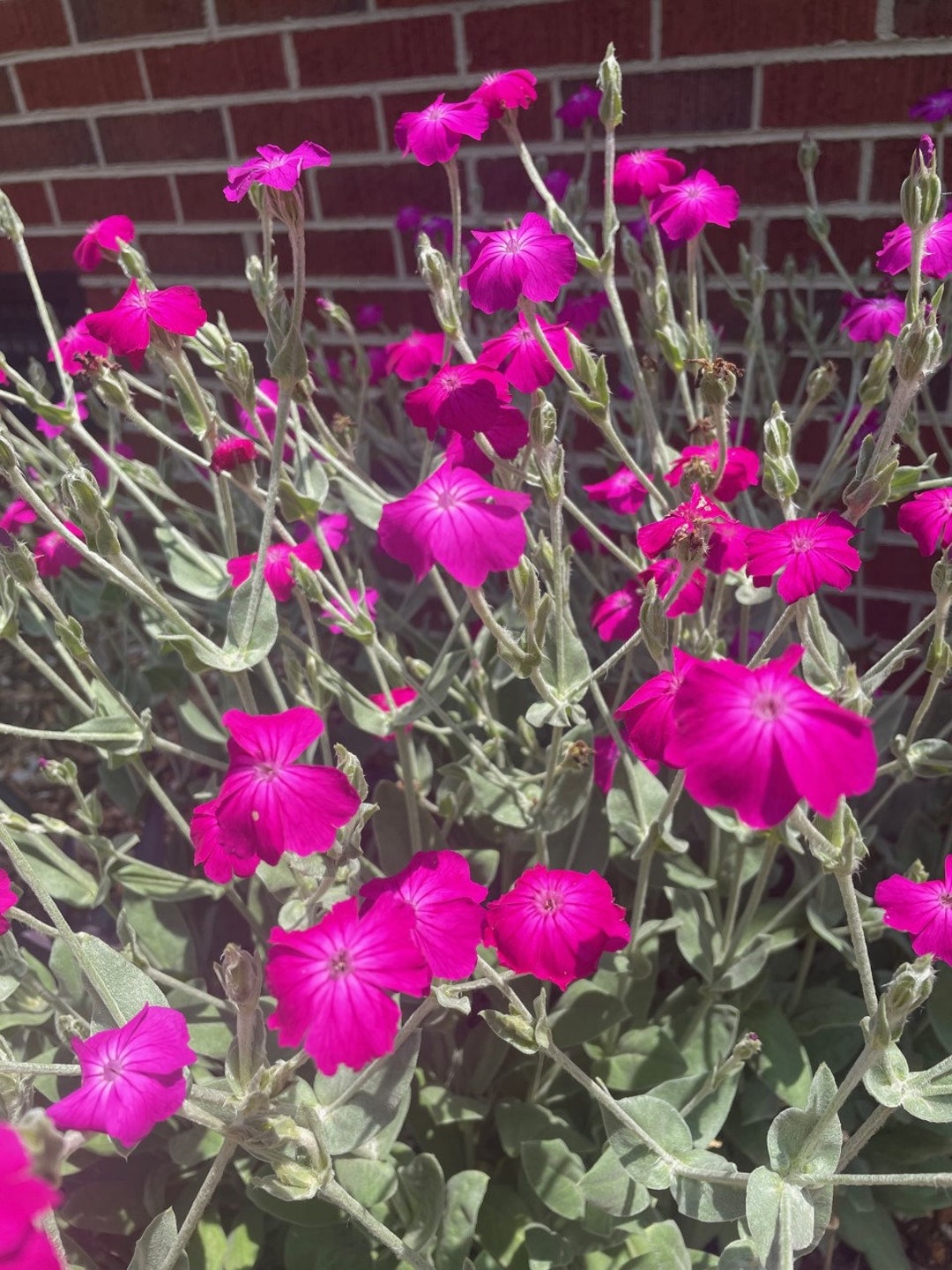 Medium Rose Campion Plant - Hot Pink Flower - Etsy