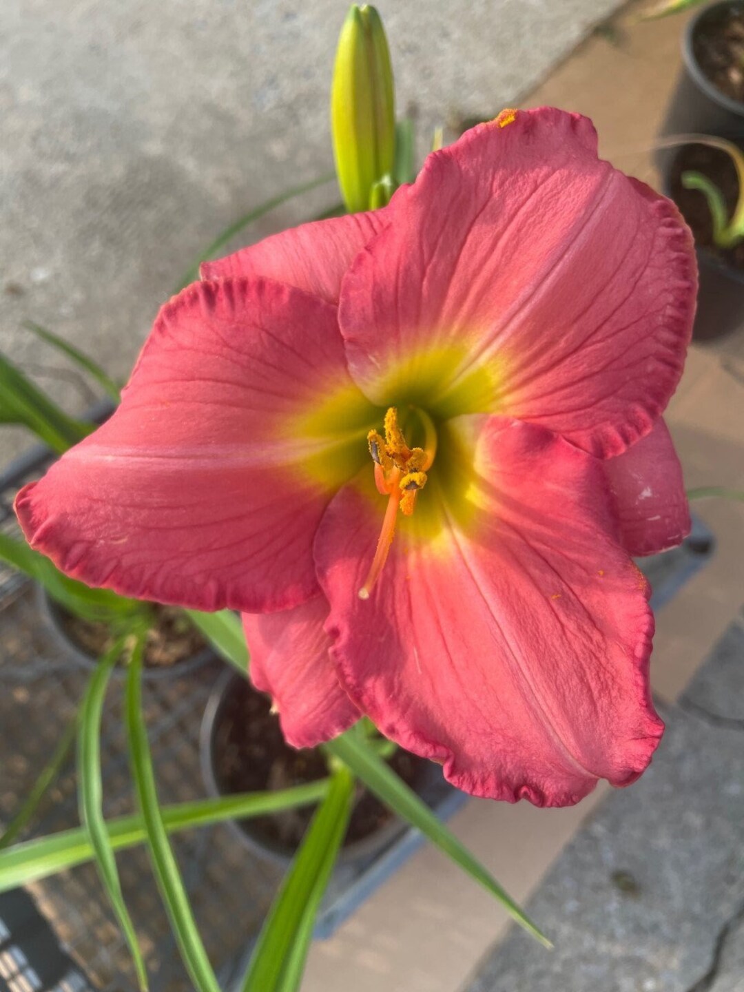 Pink Hemerocallis Daylily per Fan - Etsy