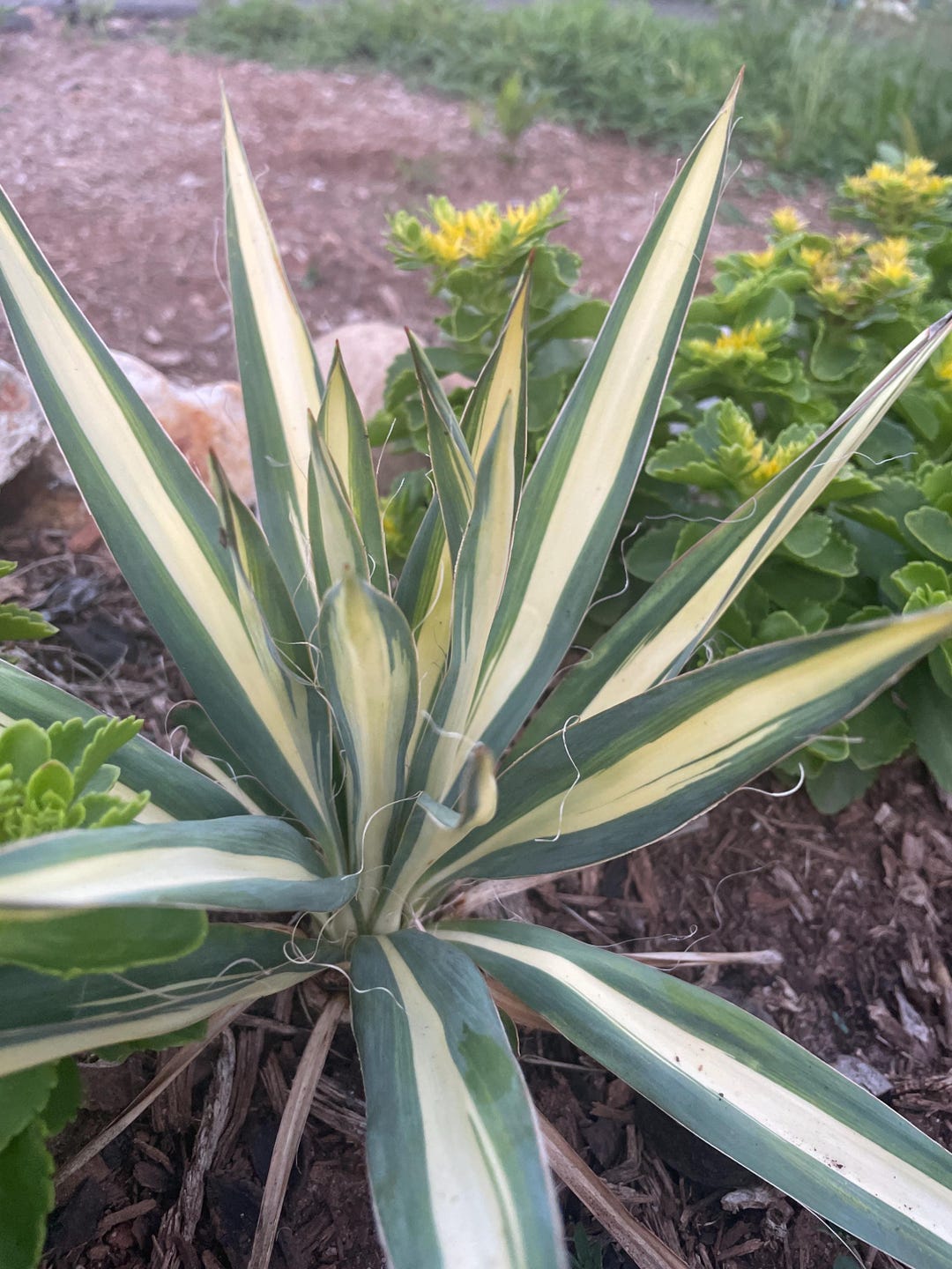 Yucca Variegated Yellow Green Adam's Needle Perennial Medium Plant - Etsy