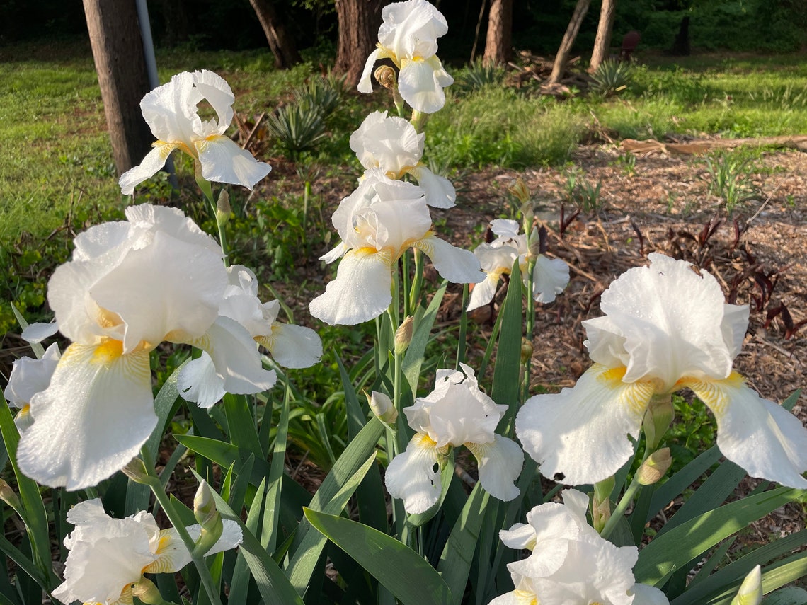Angel Bright White Historic Iris - Tall Bearded Iris Rhizome, Plant - Etsy
