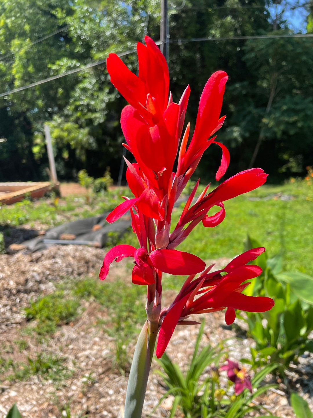 Firebird Giant Canna Lily Plant Vibrant Red - Etsy