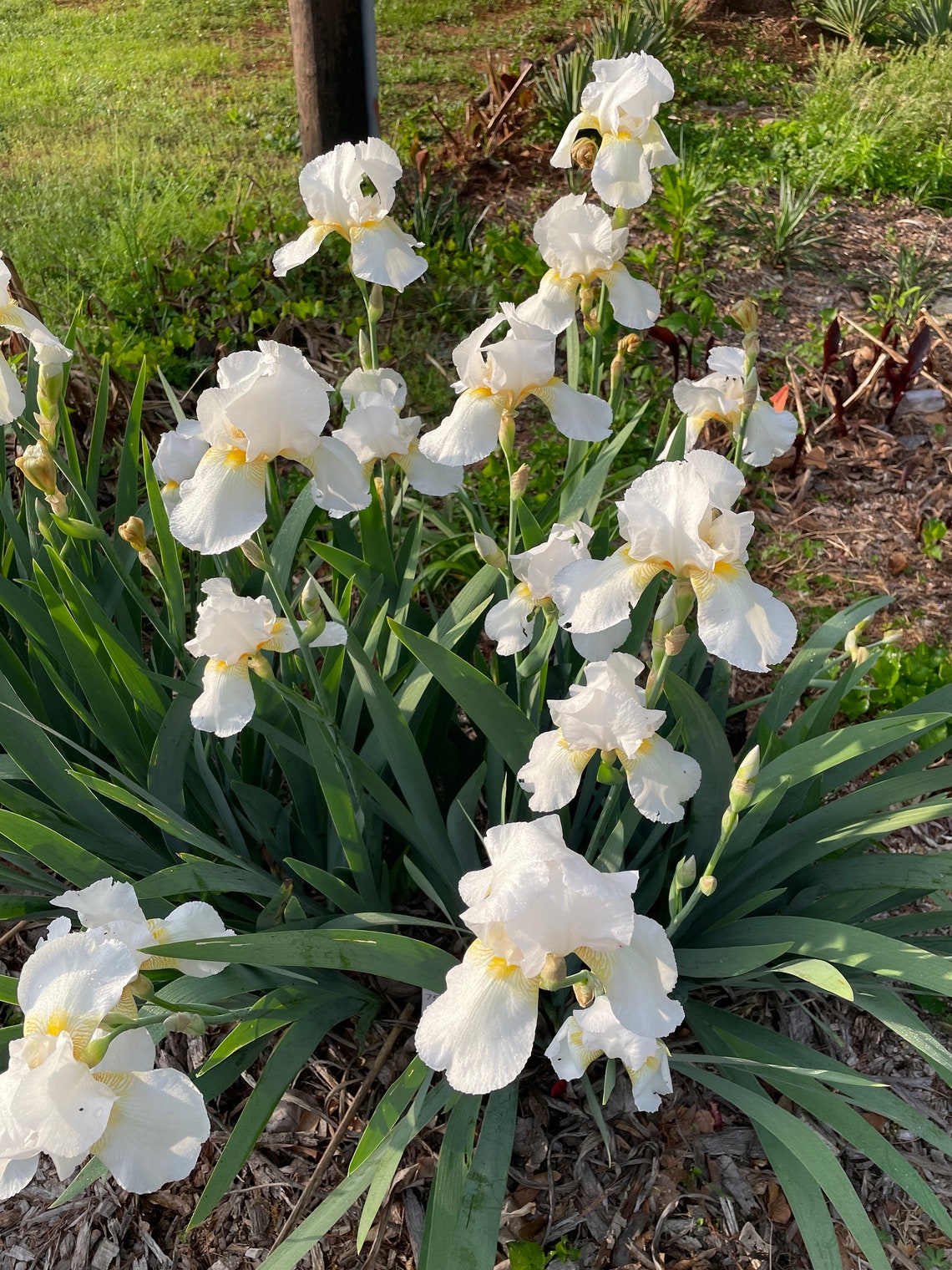 Angel Bright White Historic Iris - Tall Bearded Iris Rhizome, Plant - Etsy