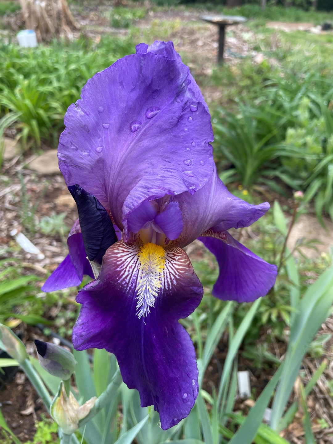 Diadora's Royal Purple Bearded Iris Large Bloom per Plant, Rhizome - Etsy