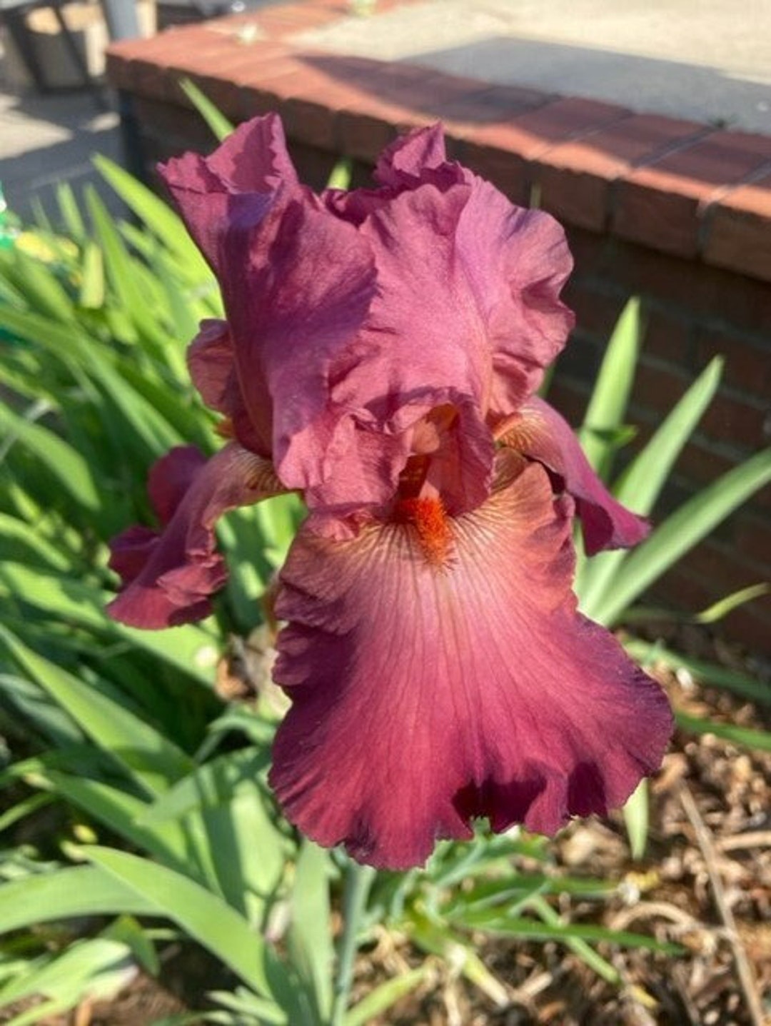 Lady Friend Burgundy Large Bloom Tall Bearded Iris Rhizome - Etsy