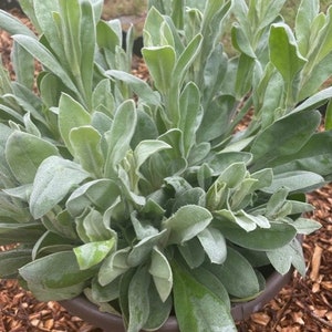 Medium Rose Campion Plant - Hot Pink Flower - Etsy