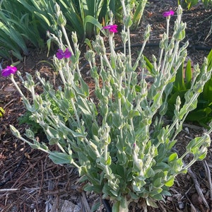 Medium Rose Campion Plant - Hot Pink Flower - Etsy