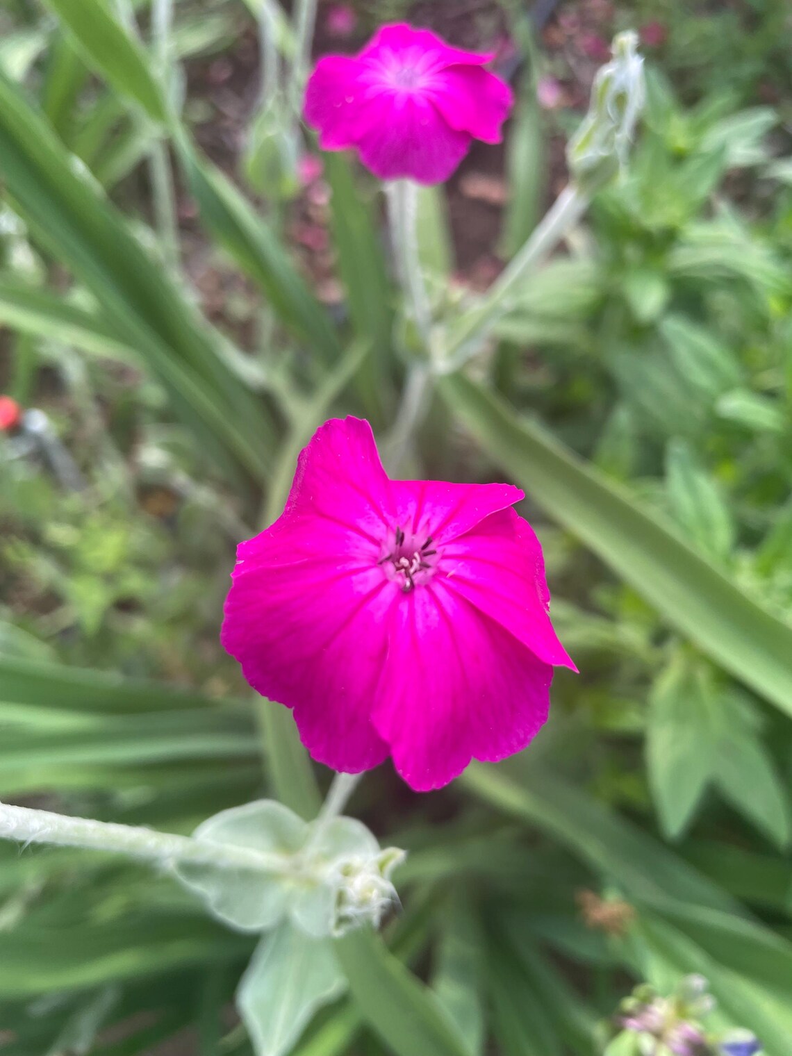 Large Rose Campion Plant - Hot Pink Flower - Etsy