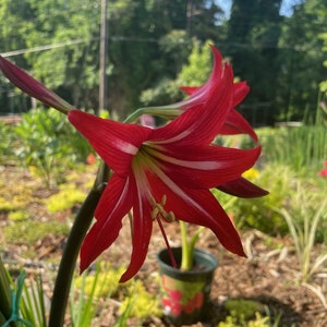Hardy Amaryllis Hippeastrum X Johnsonii 1 Medium Size Bulb - Etsy