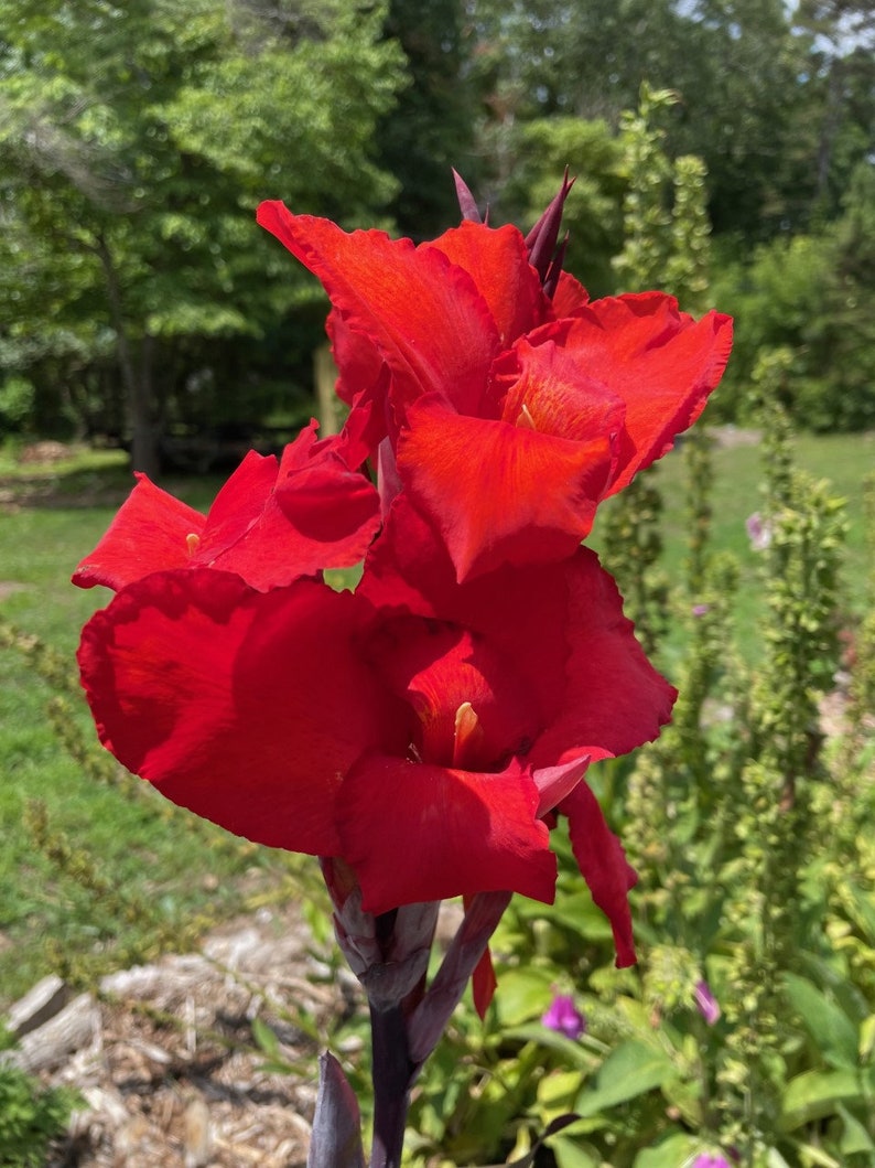 Black Knight Canna Lily - 1 Bulb/rhizome Plant, Dark Foliage - Etsy