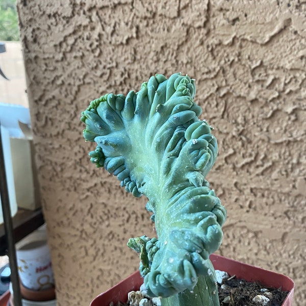 Blue Crested Cactus - Etsy