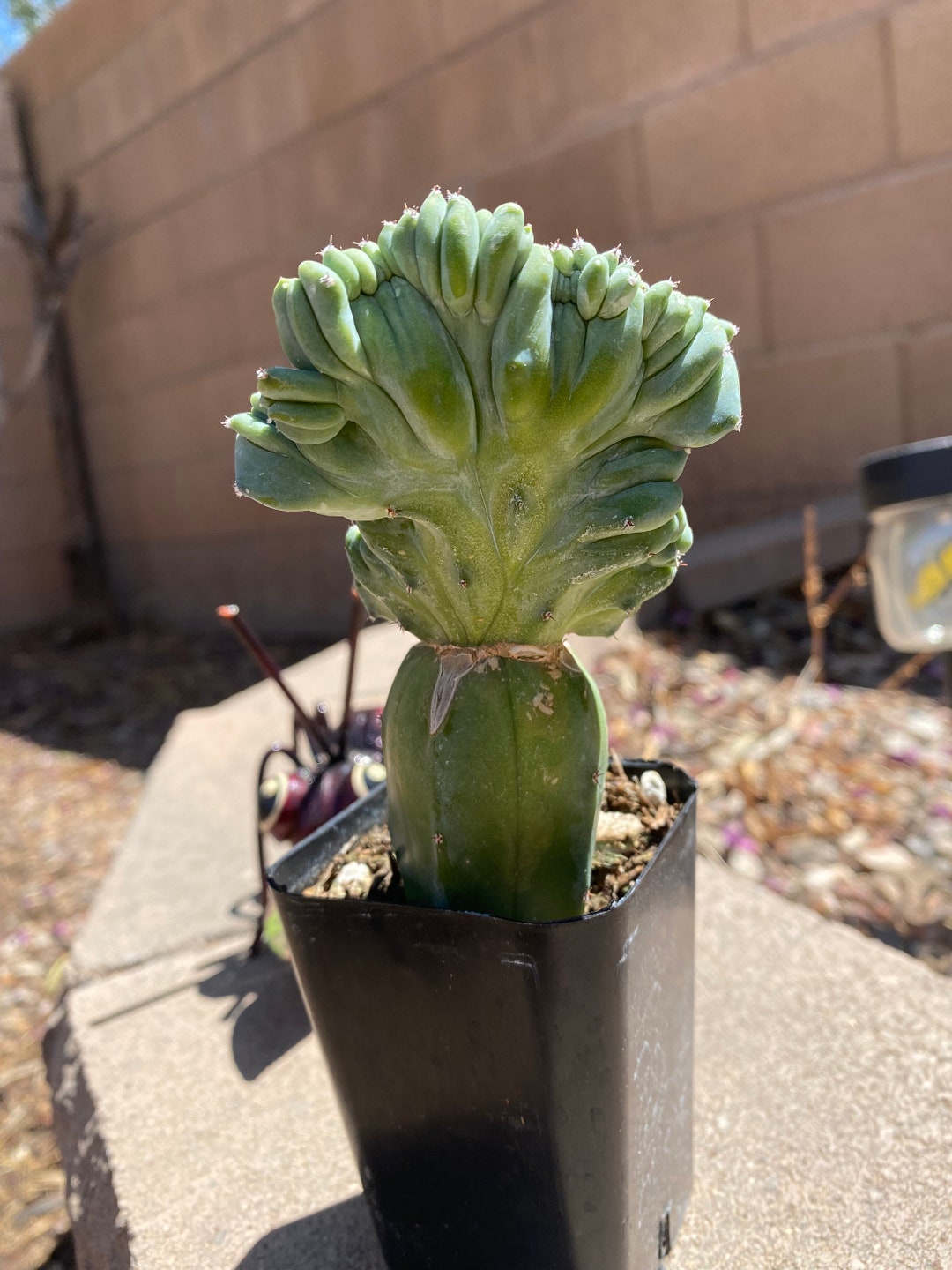 Grafted Myrtillocactus Geometrizans Strictum Cristata, Crested Blue ...