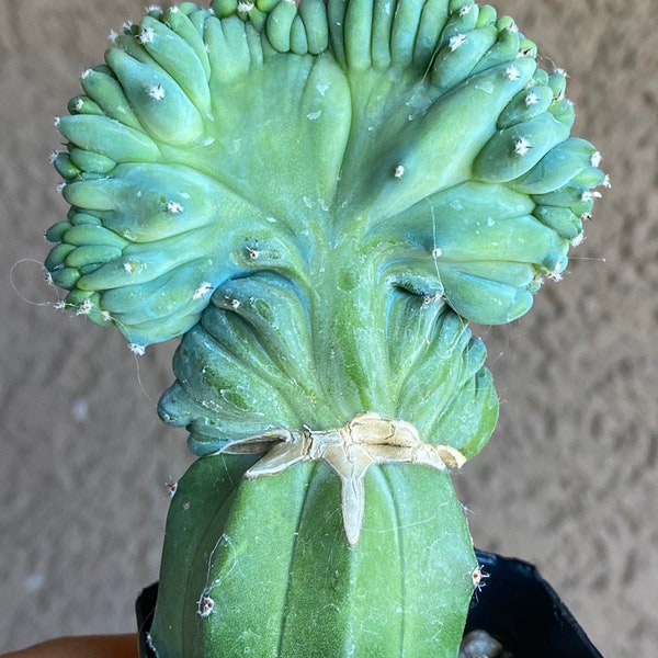 Blue Crested Cactus - Etsy