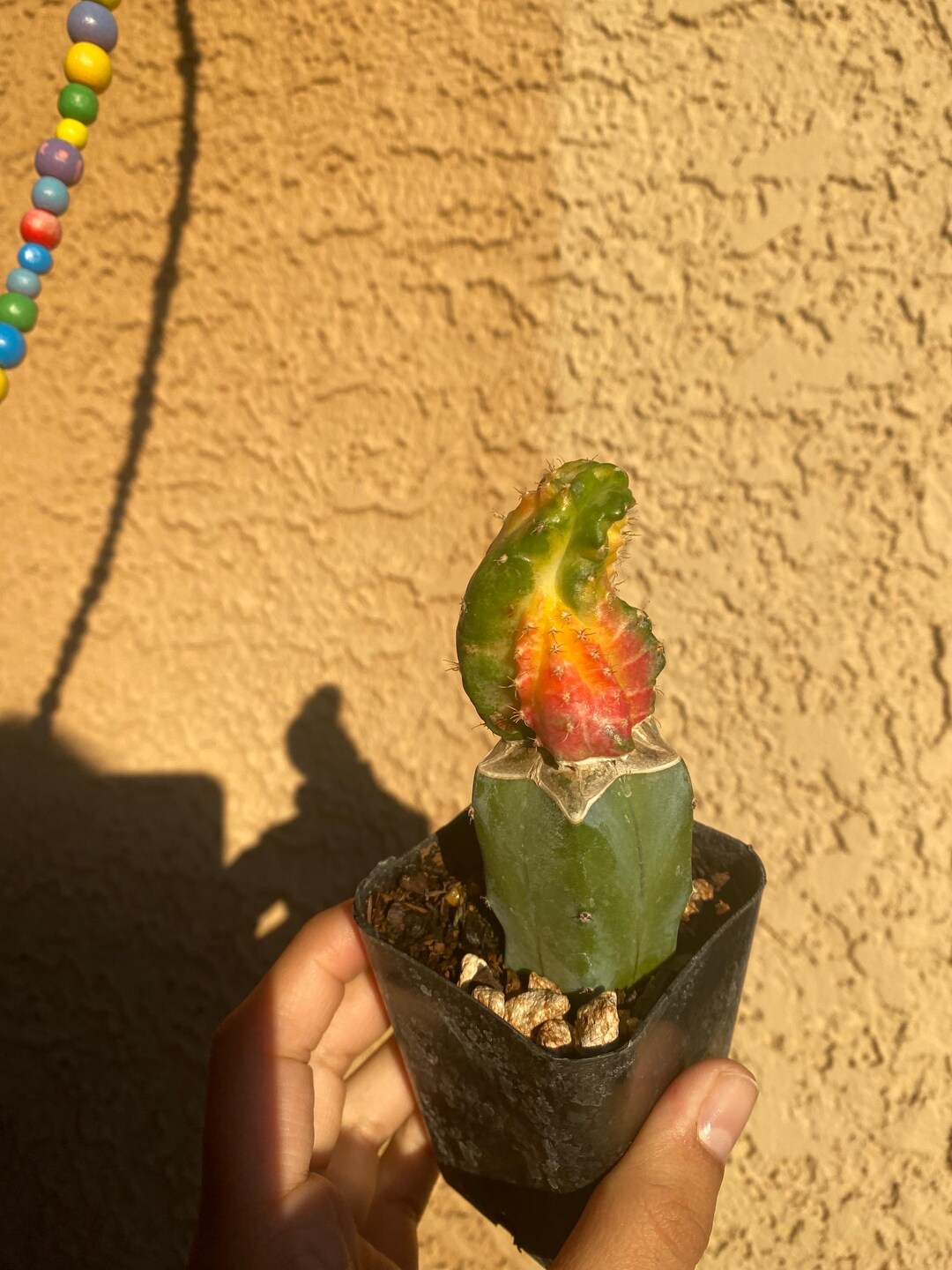 MYRTILLOCALYCIUM CHIMERA VARIEGATED - Etsy