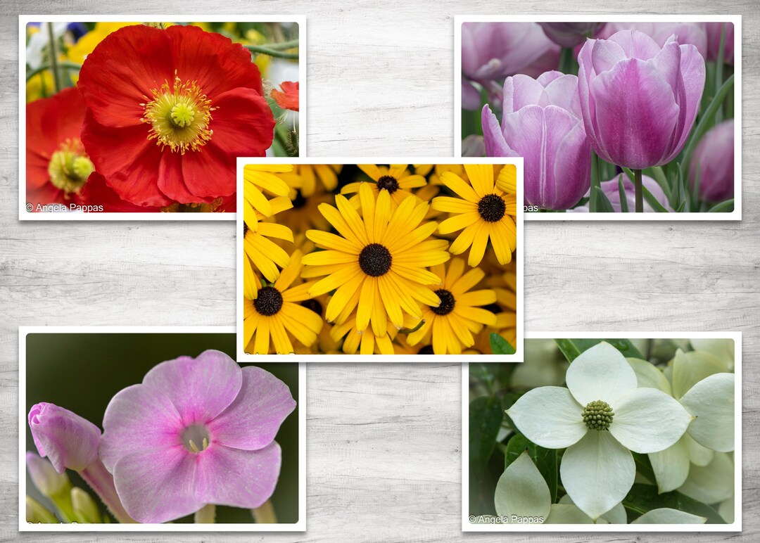 Botanical Gardens Note Cards, Set of 5 Cards, Blank Note Cards With ...