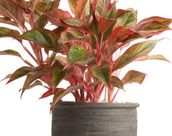 Aglaonema Firecracker - Etsy