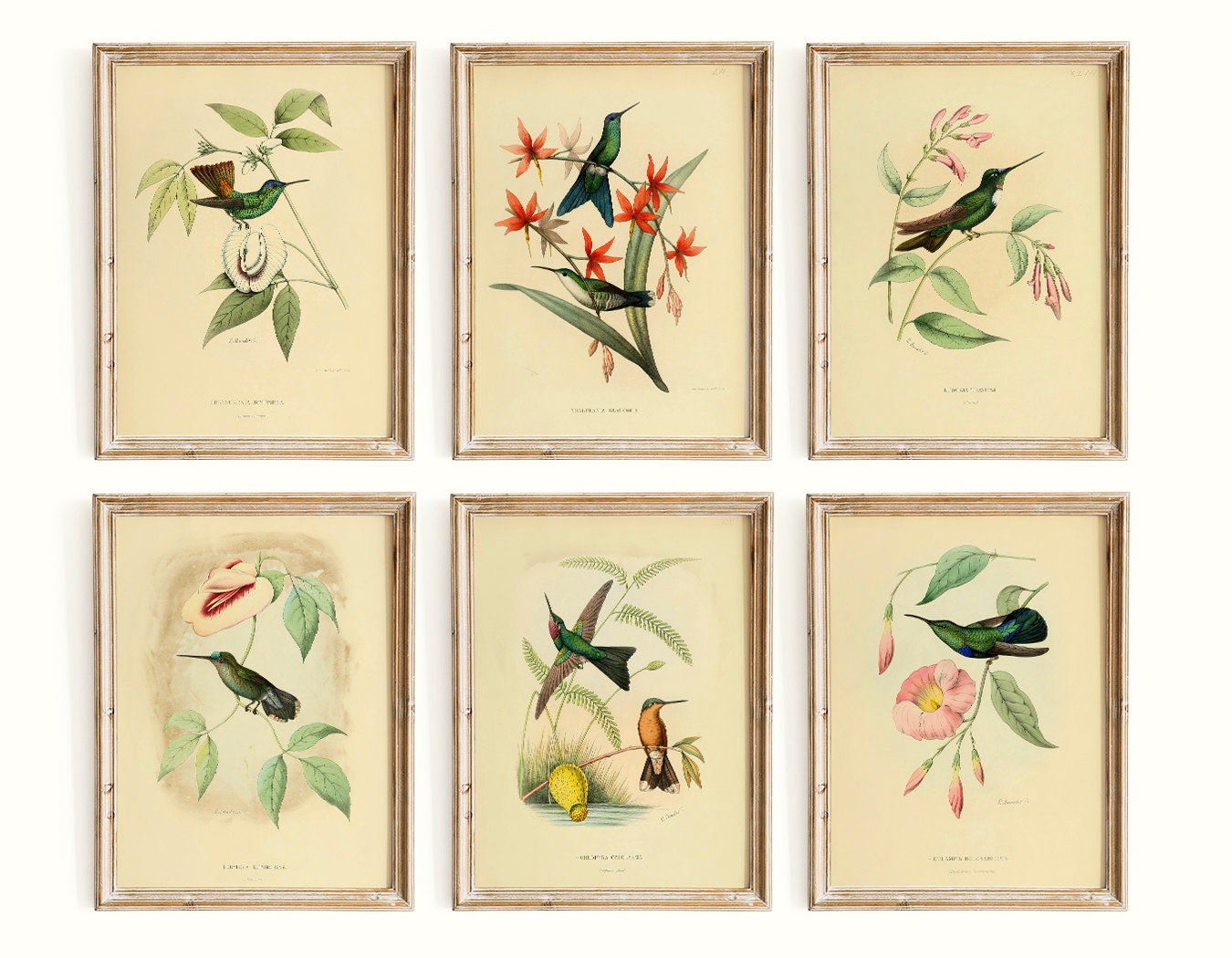 Vintage Bird Prints, Set of 6 Birds Wall Art, Hummingbird Poster ...