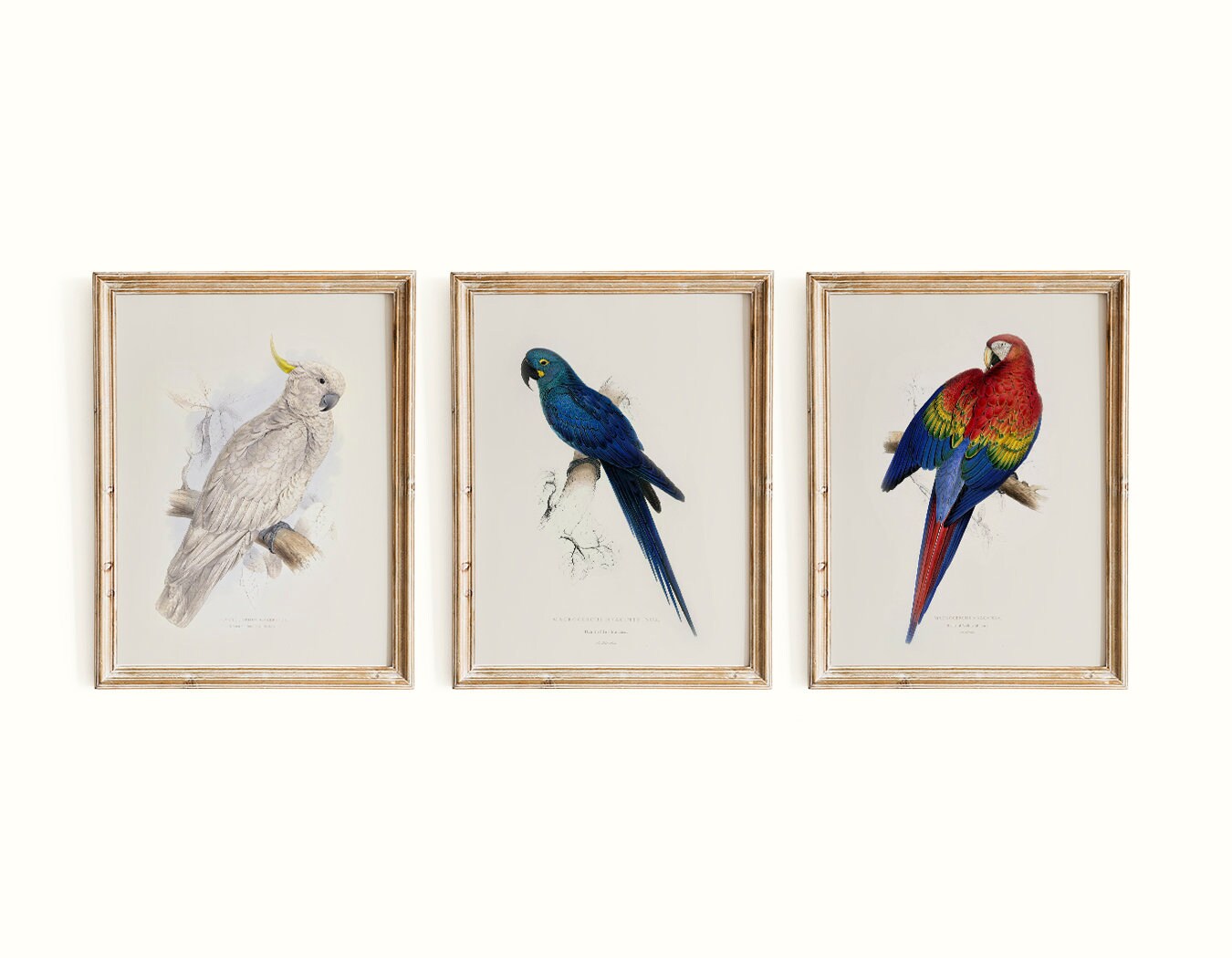 Set of 3 Parrot Posters, Parrot Poster, Beach Decor, Vintage Wall Art ...