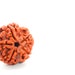 Sacred Five Faced Rudraksha Beads Macro Images Tears of Shiva, a ...