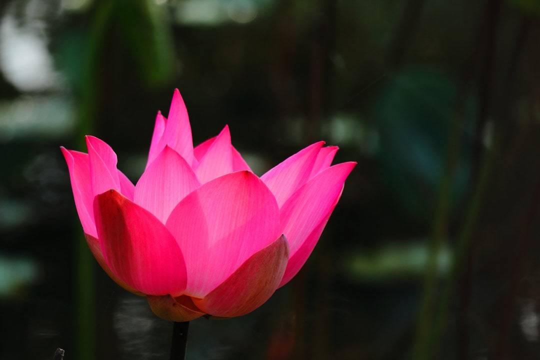 Sacred and Pure Blooming Pink Lotus Flower, Symbol of Spirituality ...