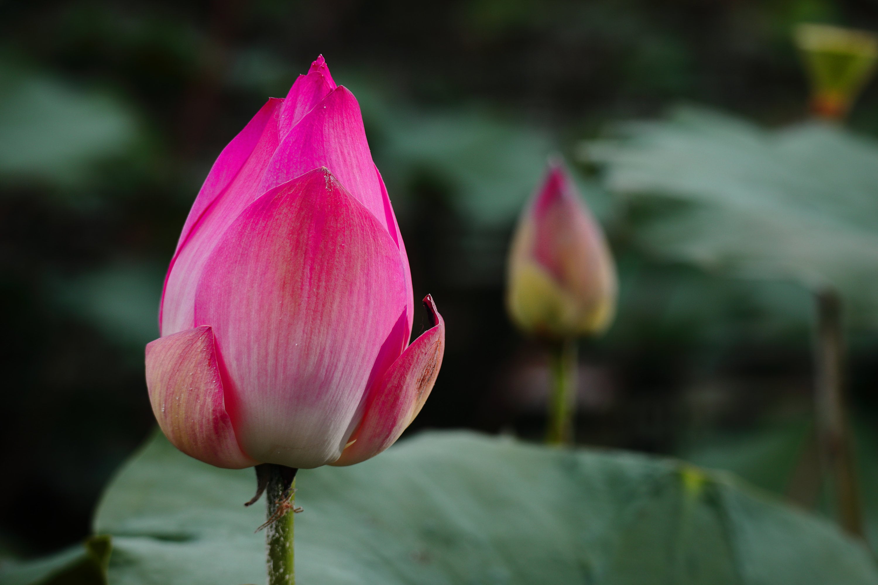 Pink Lotus Flower High Resolution JPG Image, a Phone Laptop Wallpaper ...