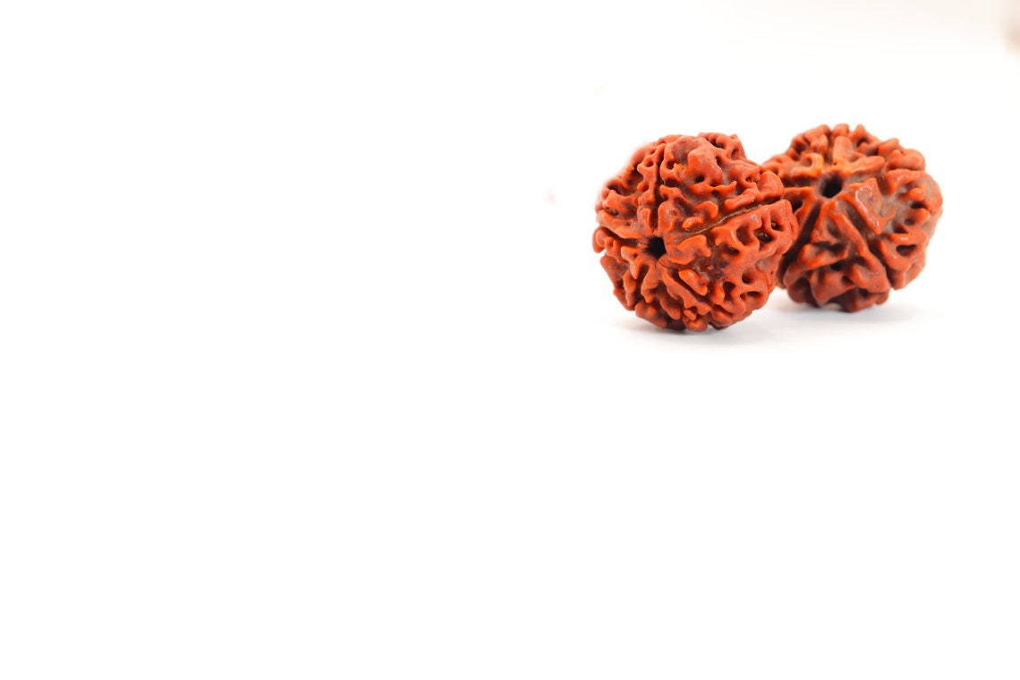 Sacred Five Faced Rudraksha Beads Macro Images Tears of Shiva, a ...