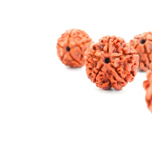 Sacred Five Faced Rudraksha Beads Macro Images Tears of Shiva, a ...