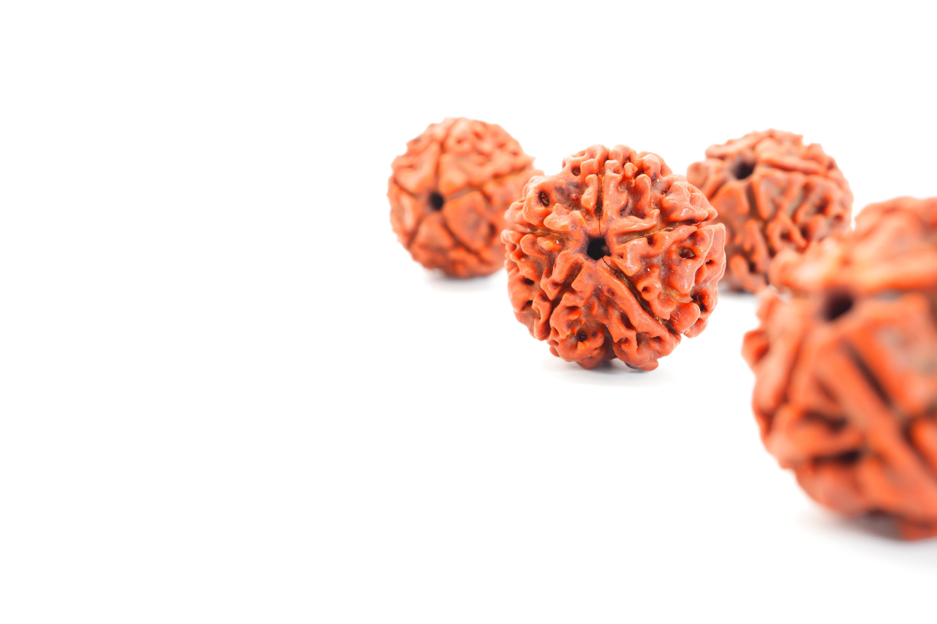 Sacred Five Faced Rudraksha Beads Macro Images Tears of Shiva, a ...