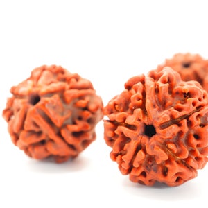 Sacred Five Faced Rudraksha Beads Macro Images Tears of Shiva, a ...